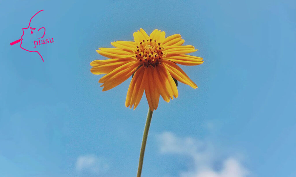 piasuのおすすめ記事10選！ 人気作などを紹介 | AKARI